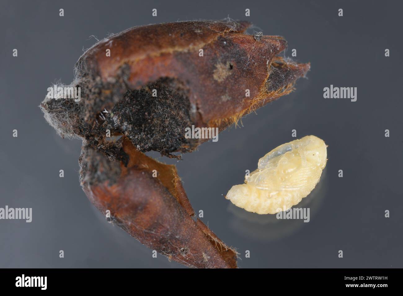 Pear weevil or pear blossom weevil (Anthonomus piri). A pest of pear ...