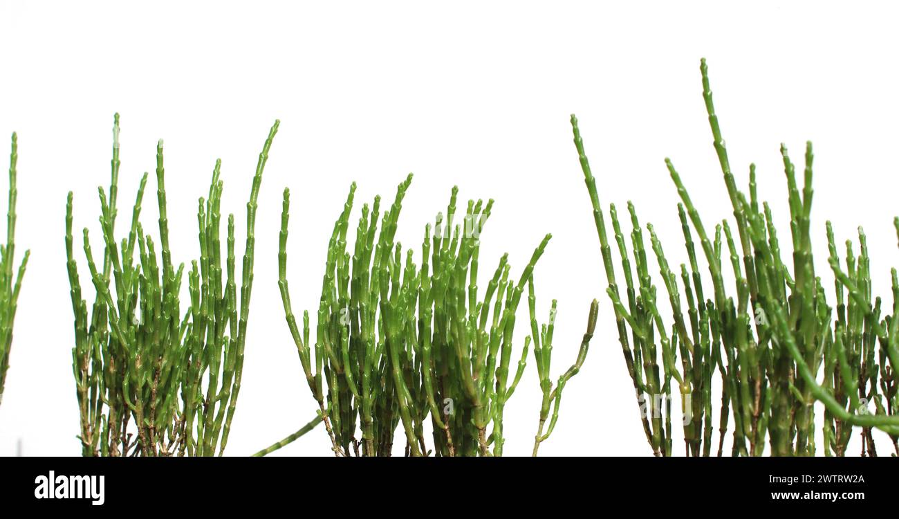 close-up, freshly green salicornia europaea salt plant isolated ...