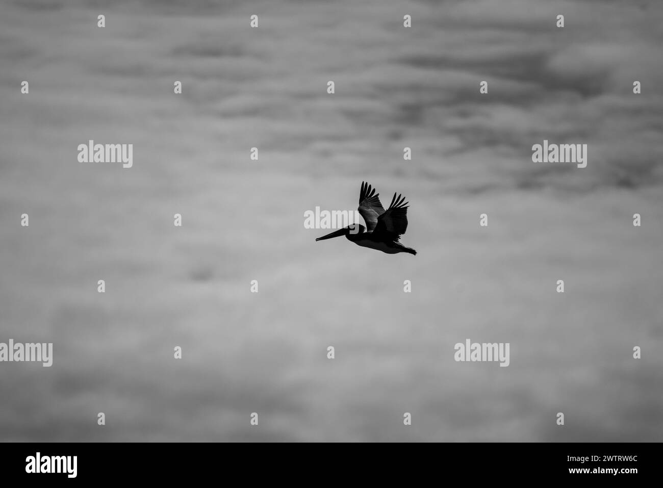 A bird of freedom soars through the boundless sky Stock Photo - Alamy