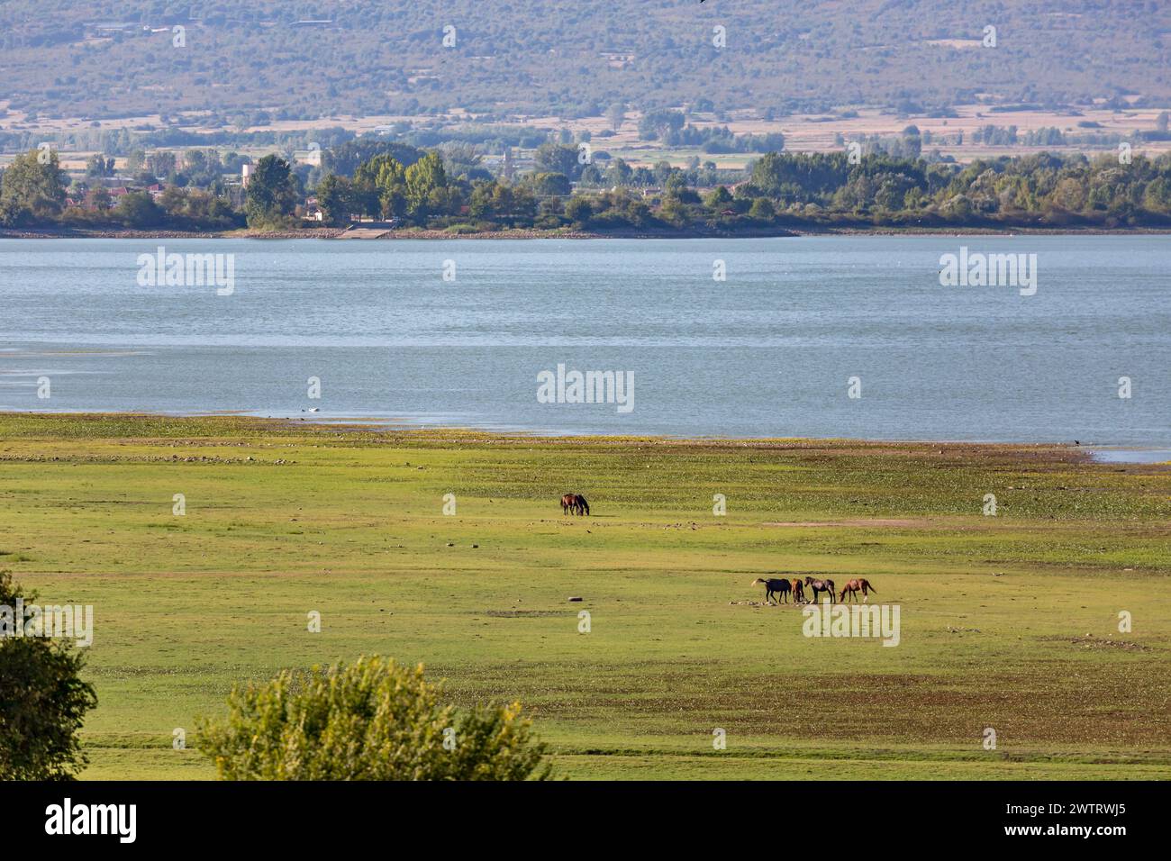 In motion, herd of horses running on shore of lake Kerkini, natural ...