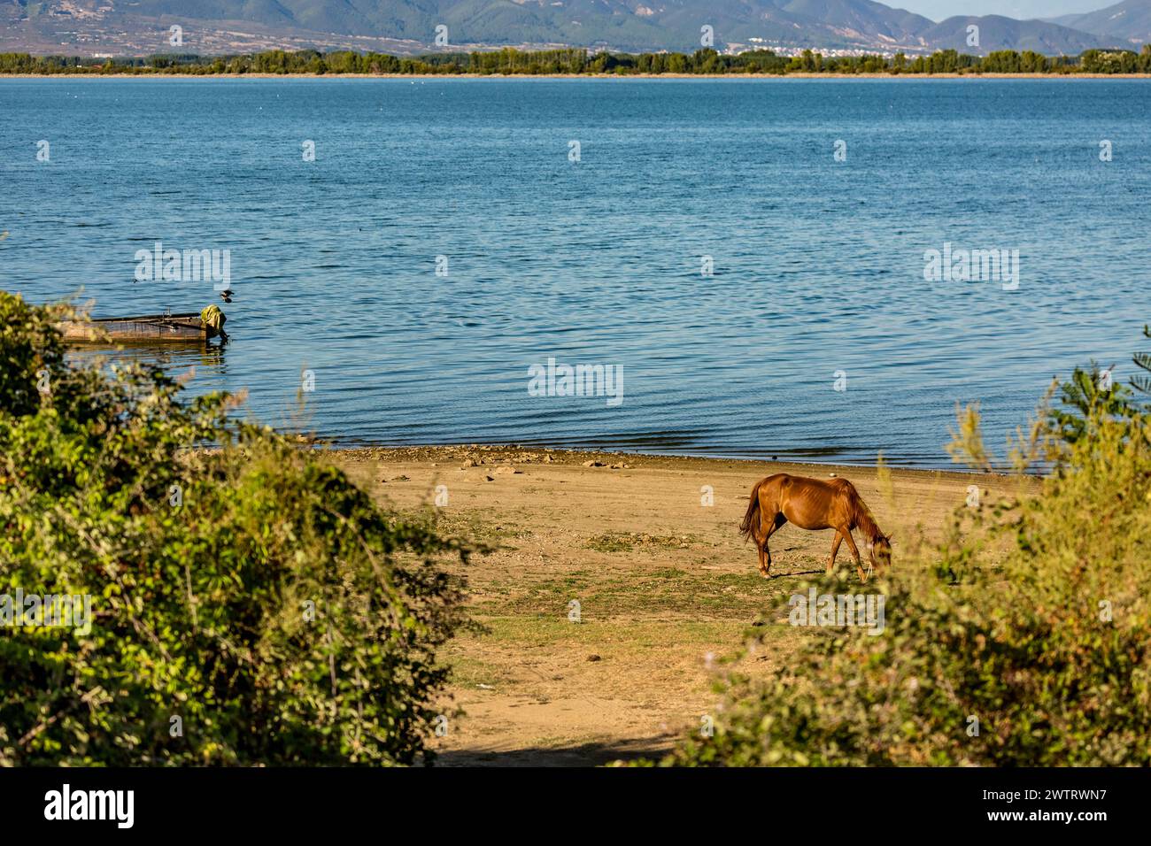 In motion, herd of horses running on shore of lake Kerkini, natural ...