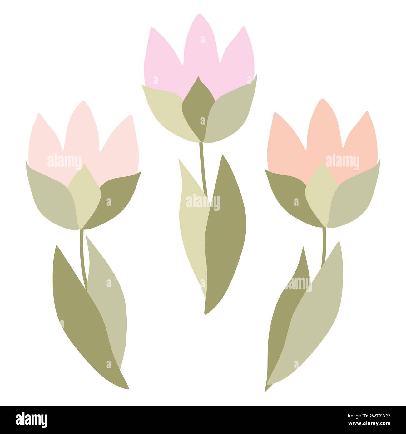 Flat Blooming Tulips Isolated on White background. Cartoon Blossom ...