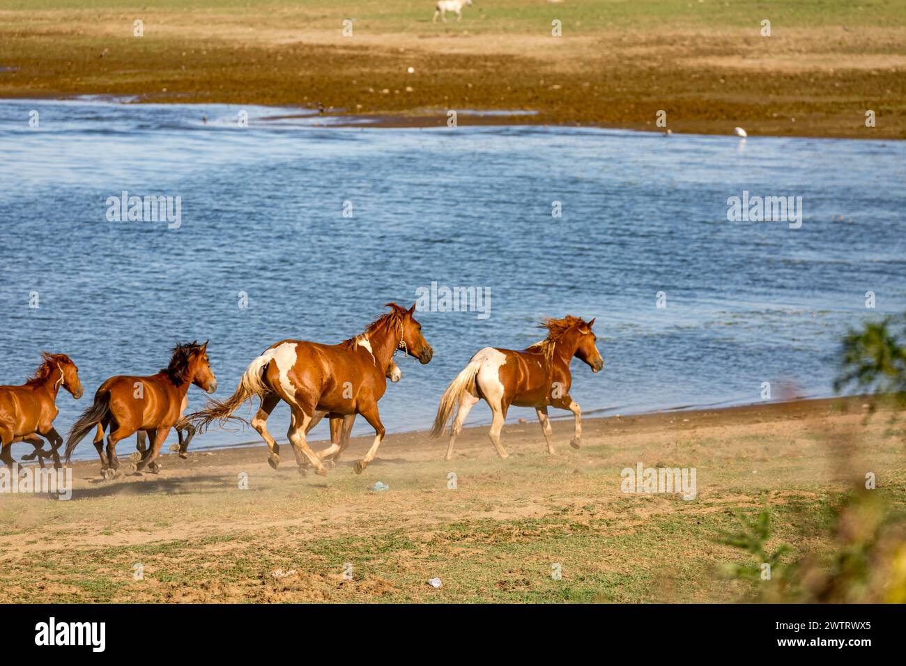 In motion, herd of horses running on shore of lake Kerkini, natural ...