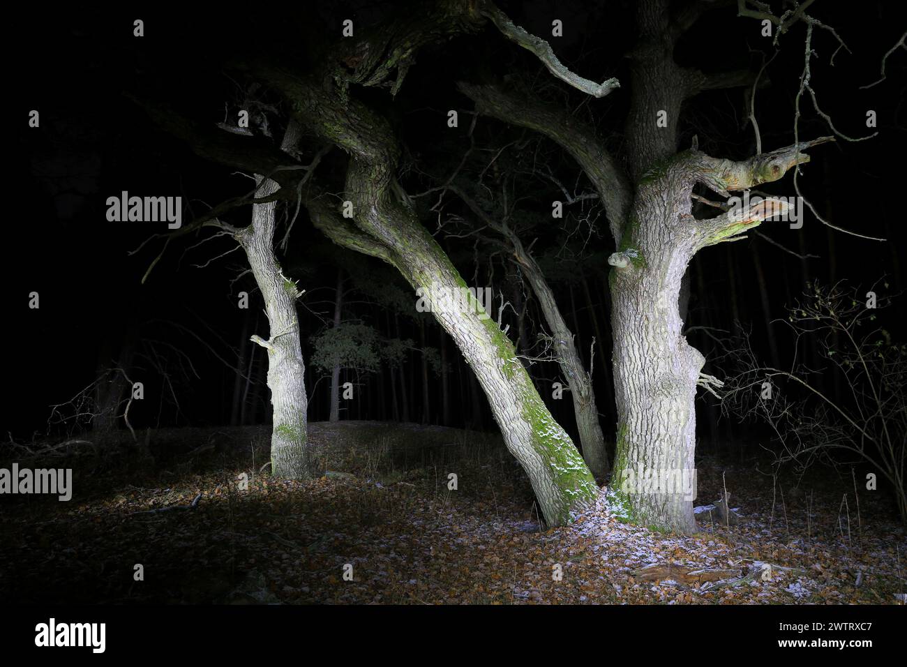 night scene with old oak trees in forest Stock Photo - Alamy