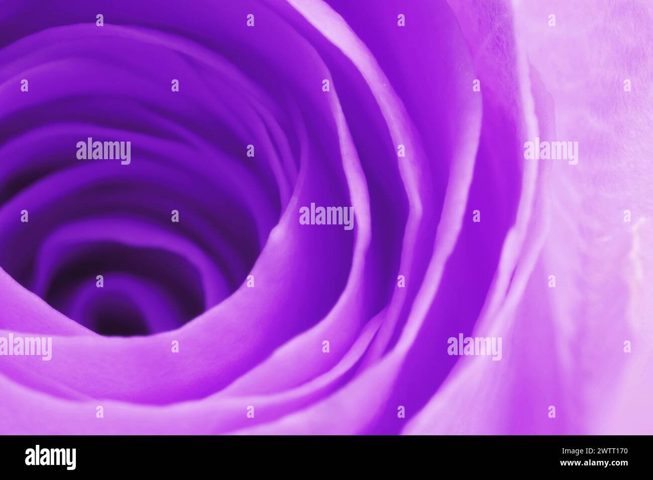 Violet rose as background, closeup. Funeral attributes Stock Photo - Alamy