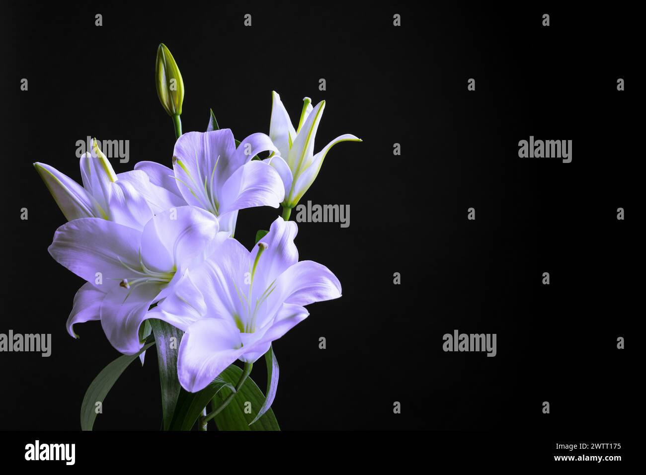 Violet lily flowers on black background, closeup. Funeral attributes ...