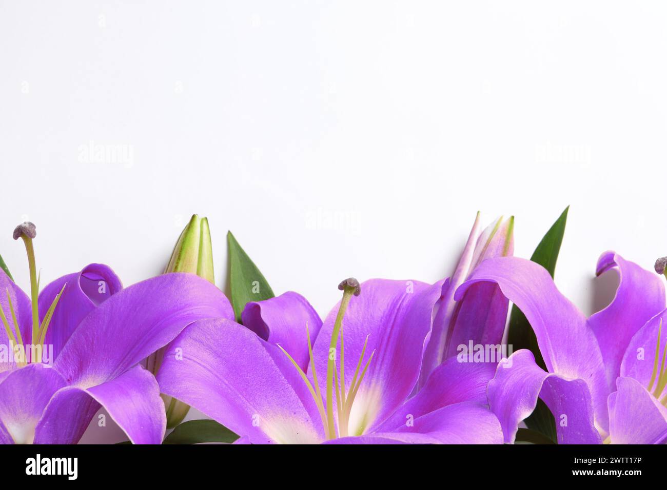 Violet lily flowers on white background. Funeral attributes Stock Photo ...