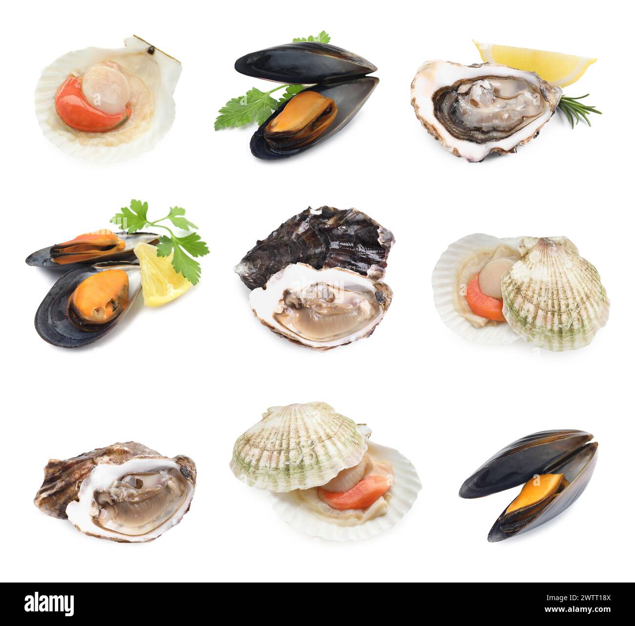 Fresh scallops, mussels and oysters isolated on white, set Stock Photo ...