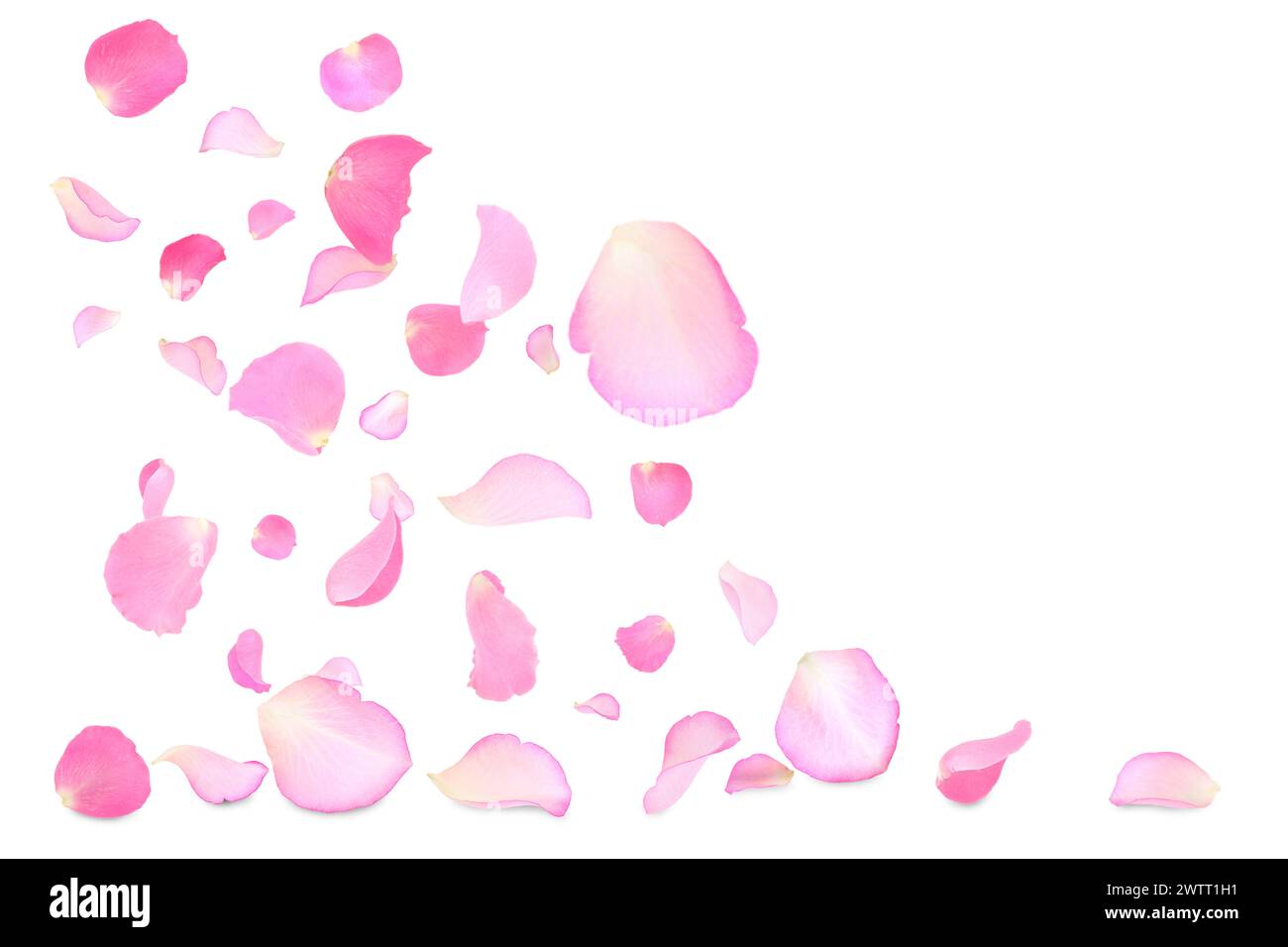 Pink rose petals flying on white background Stock Photo - Alamy