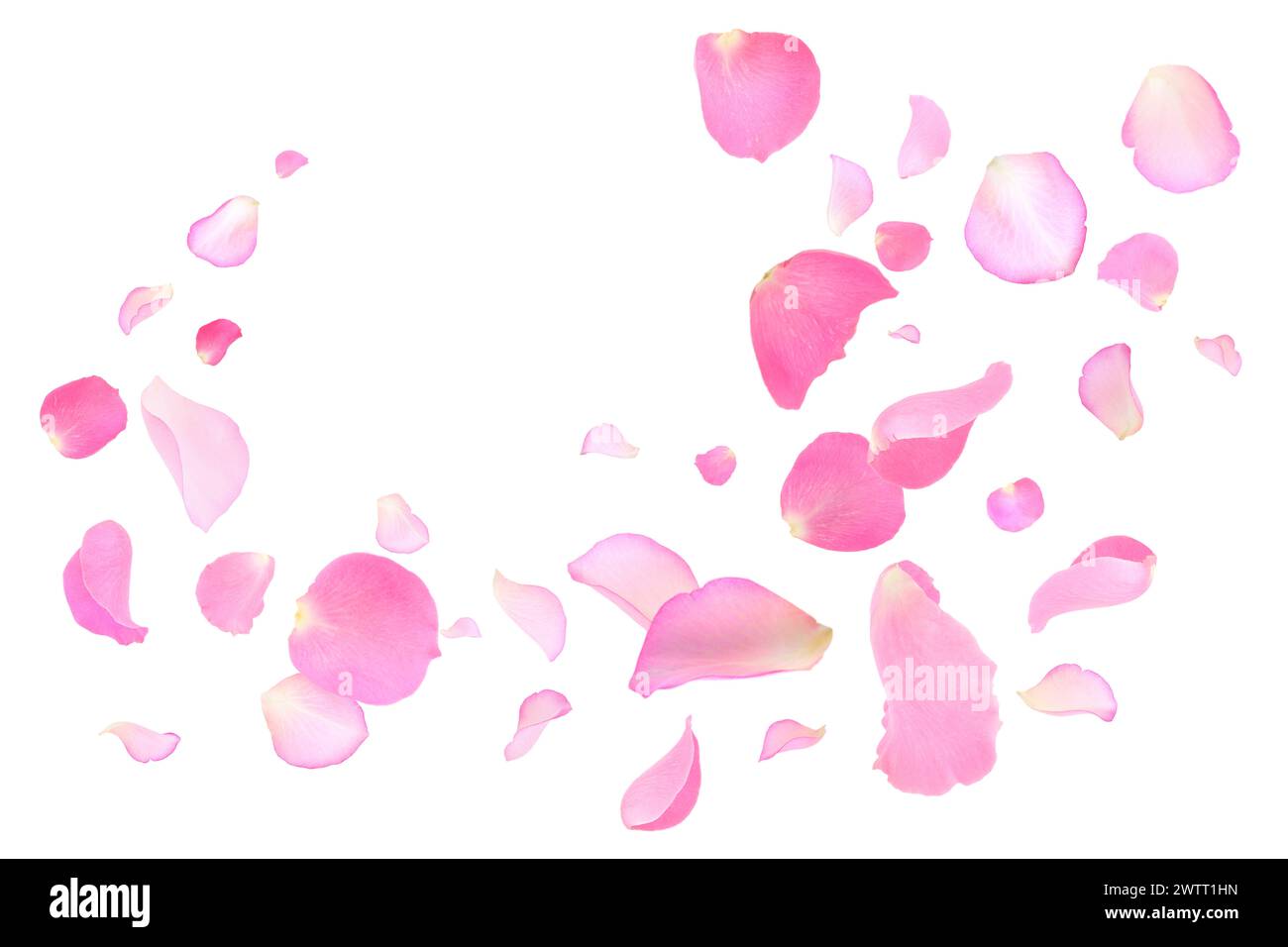 Pink rose petals flying on white background Stock Photo - Alamy
