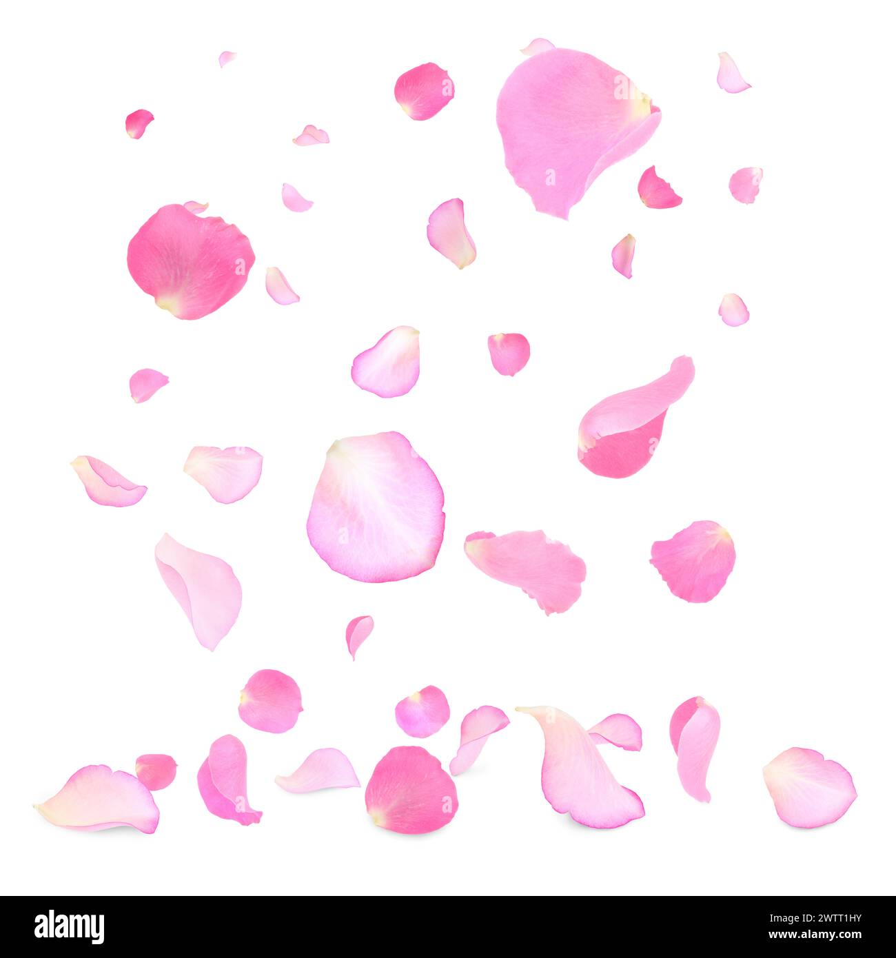 Pink rose petals flying on white background Stock Photo - Alamy