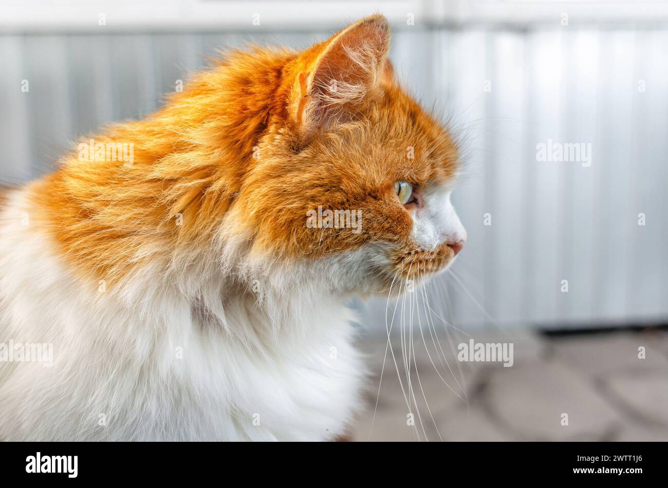 Side view of bold red fluffy cat with white fur on chest looking at ...