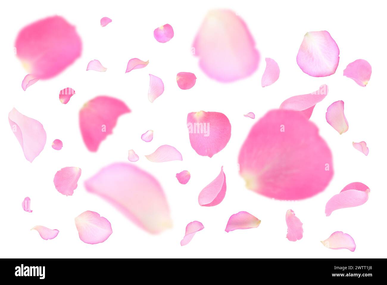 Flying romantic pink rose flower hi-res stock photography and images ...