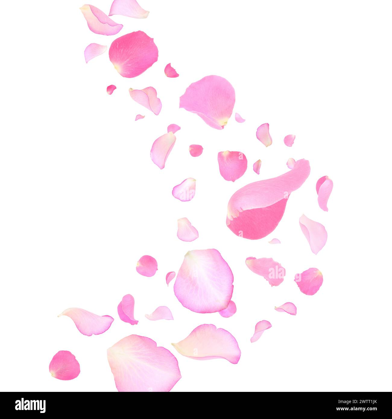 Pink rose petals flying on white background Stock Photo - Alamy