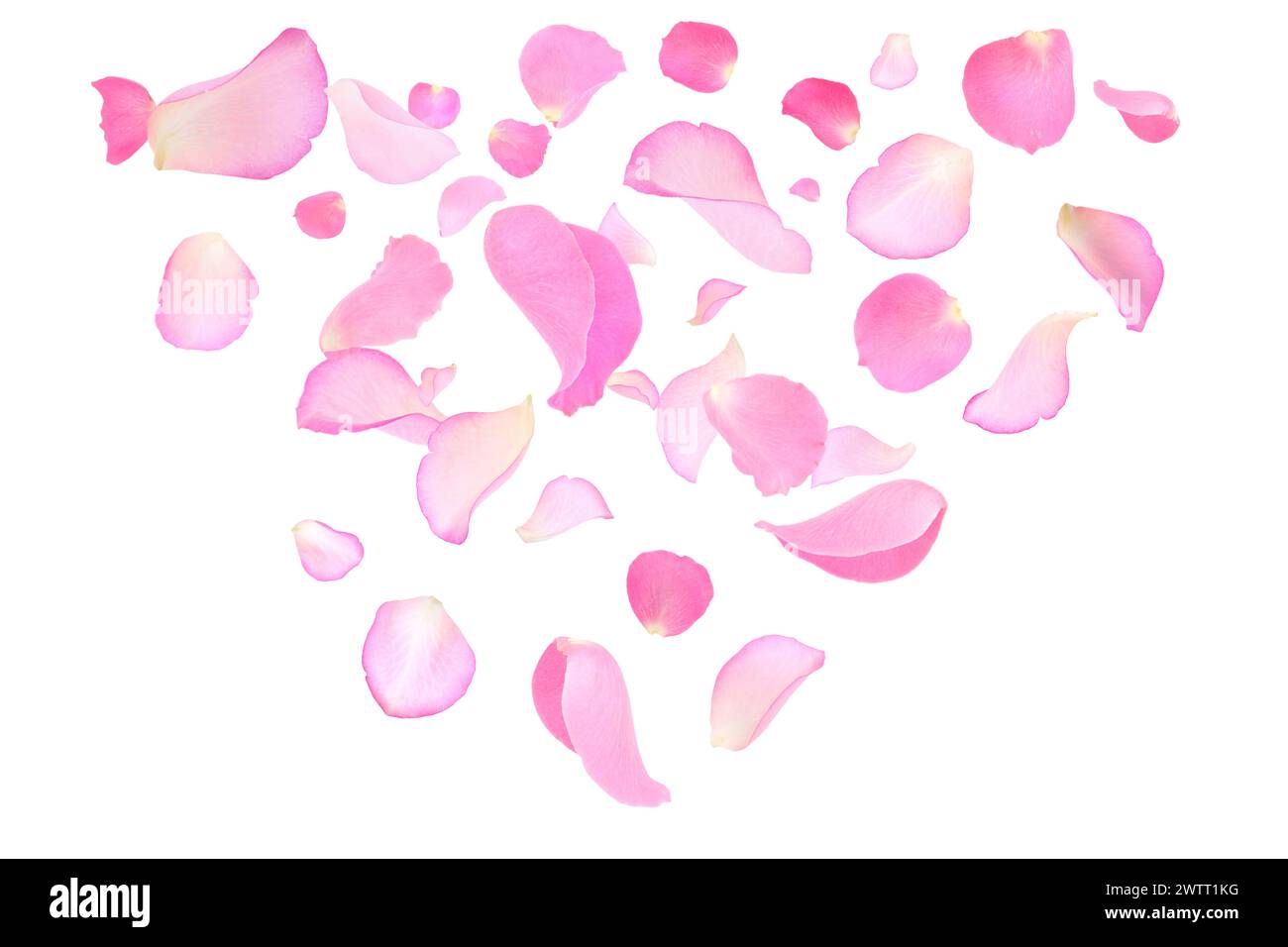 Pink rose petals flying on white background Stock Photo - Alamy