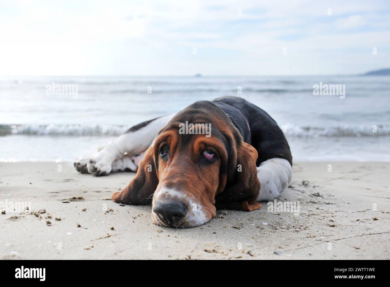 Basset hound staying on the beach in summer Stock Photo - Alamy