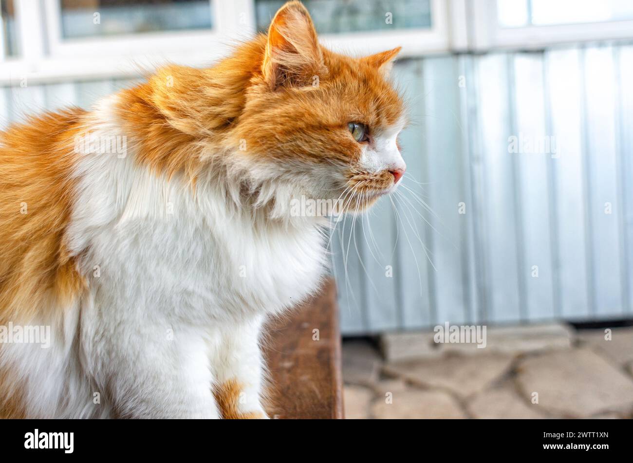 Side view of bold red fluffy cat with white fur on chest looking at ...