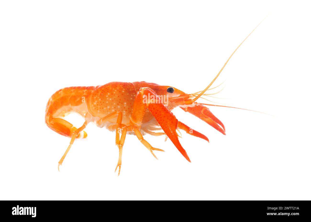 red crayfish in front of white background Stock Photo - Alamy