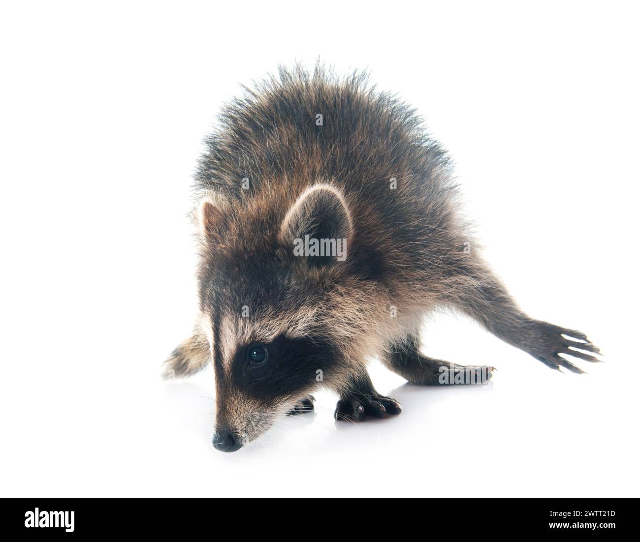 young raccoon in front of white background Stock Photo - Alamy
