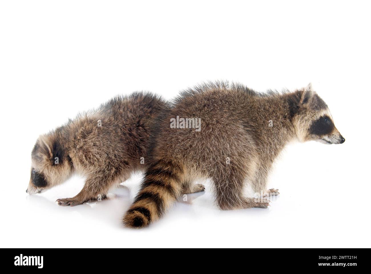 Young raccoons hi-res stock photography and images - Alamy
