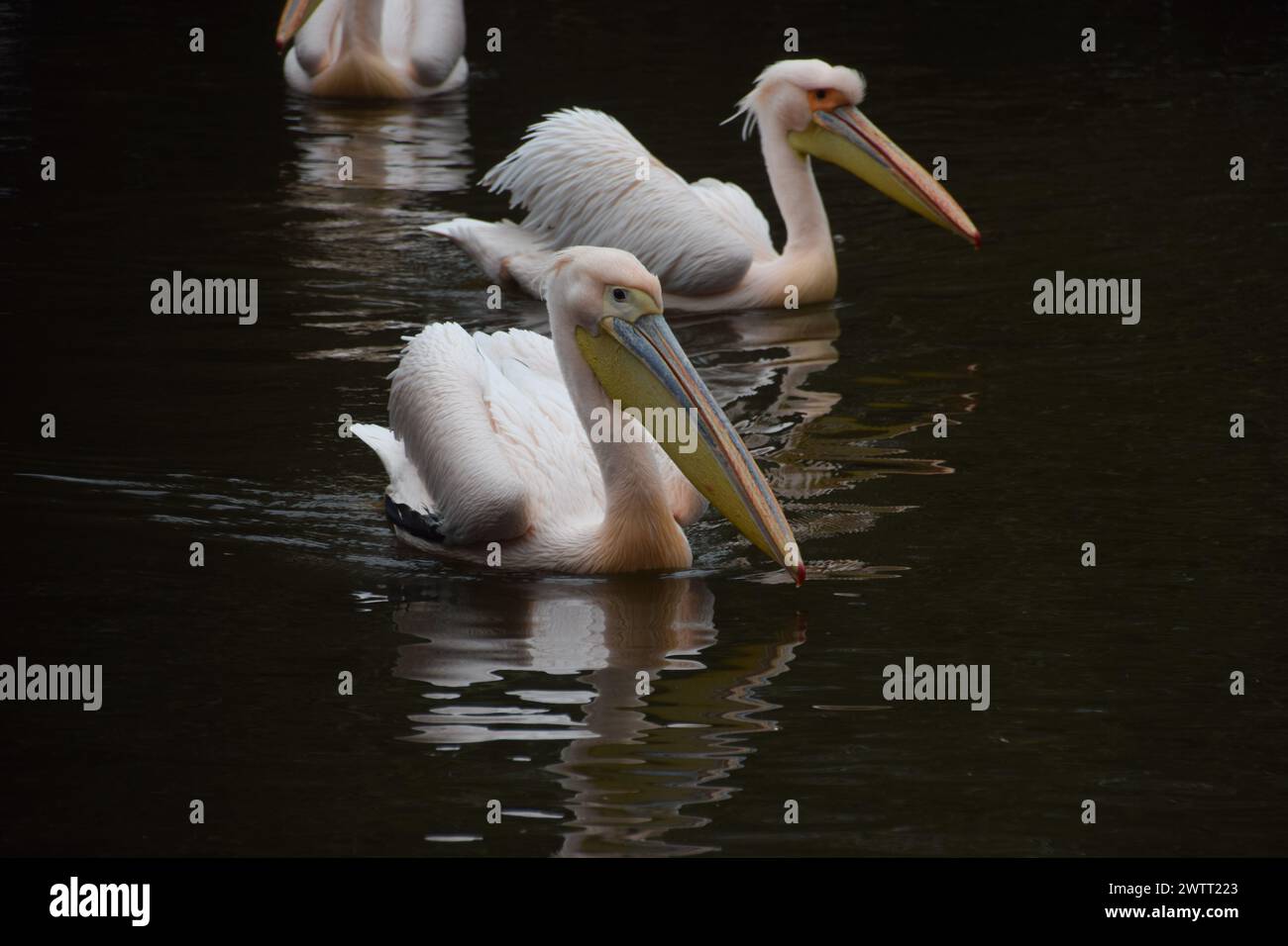 London, England, UK. 19th Mar, 2024. Pelicans wait for their lunch in ...