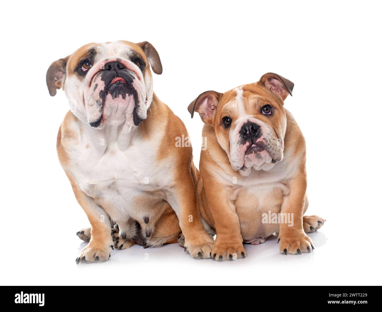 adult and puppy english bulldog in front of white background Stock ...