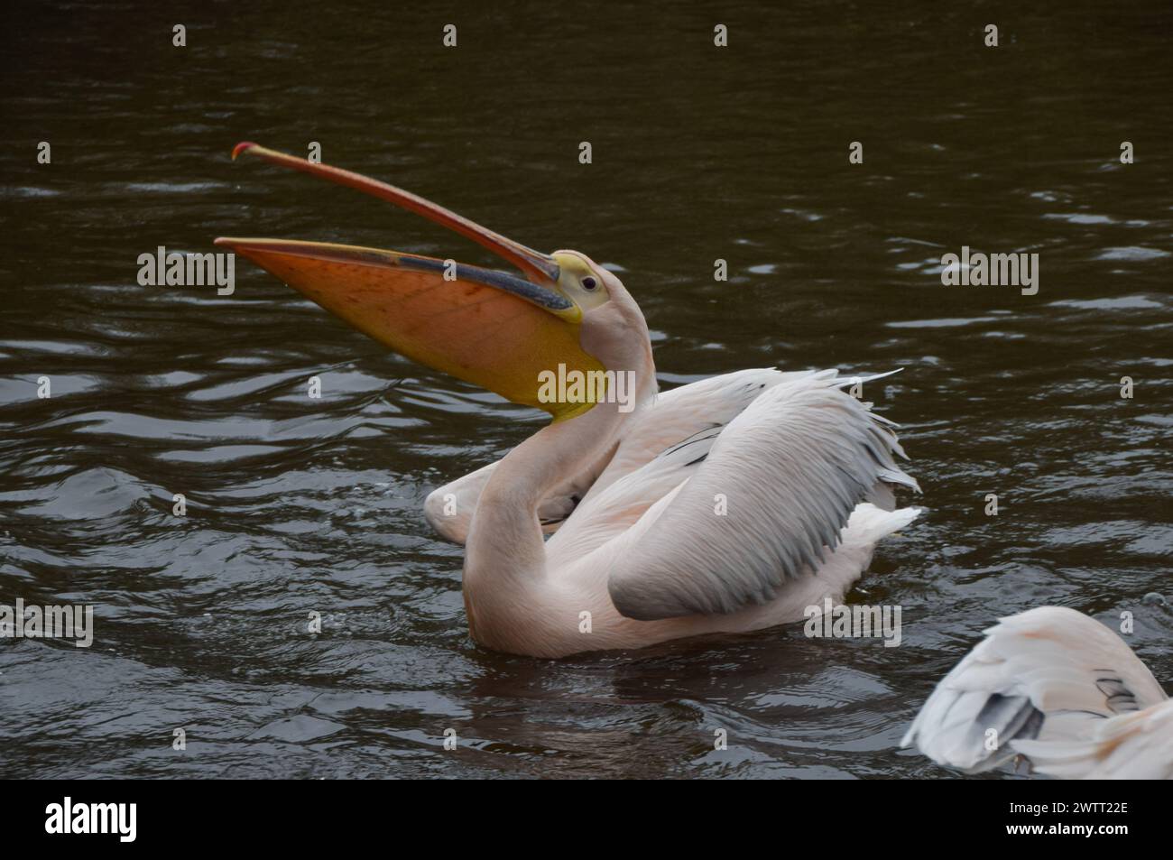 London, England, UK. 19th Mar, 2024. Pelicans wait for their lunch in ...