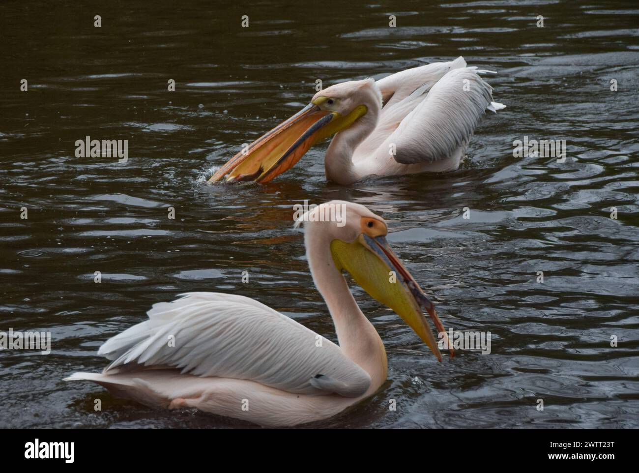 London, England, UK. 19th Mar, 2024. Pelicans catch fish thrown by a ...