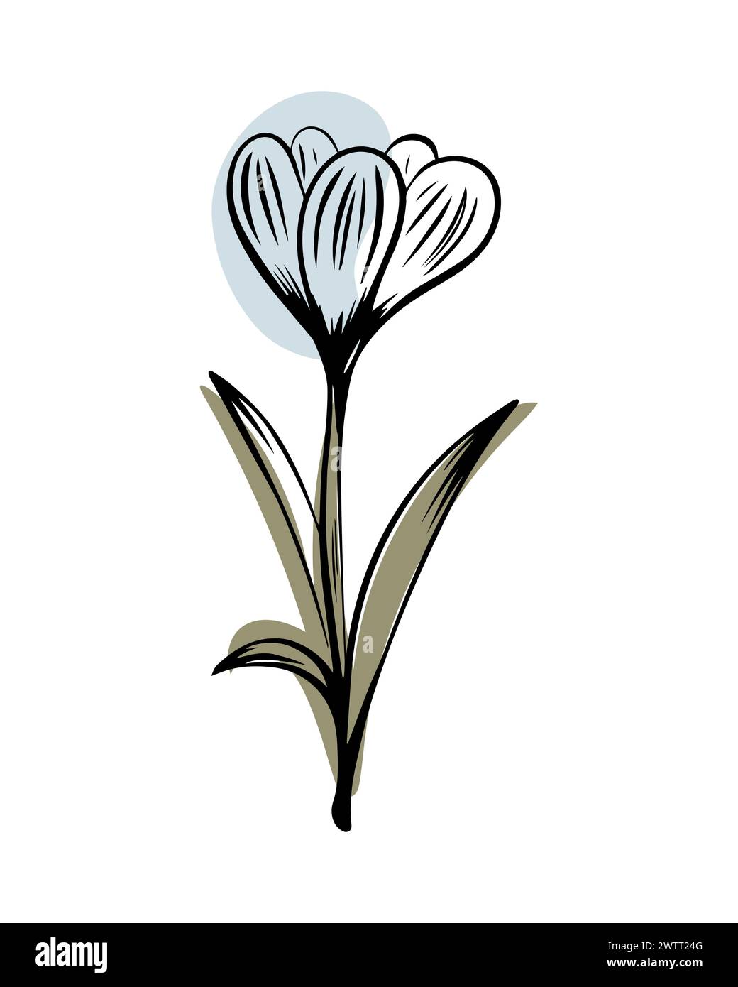 Crocus in sketch style with abstract color shapes, hand-drawn isolated ...