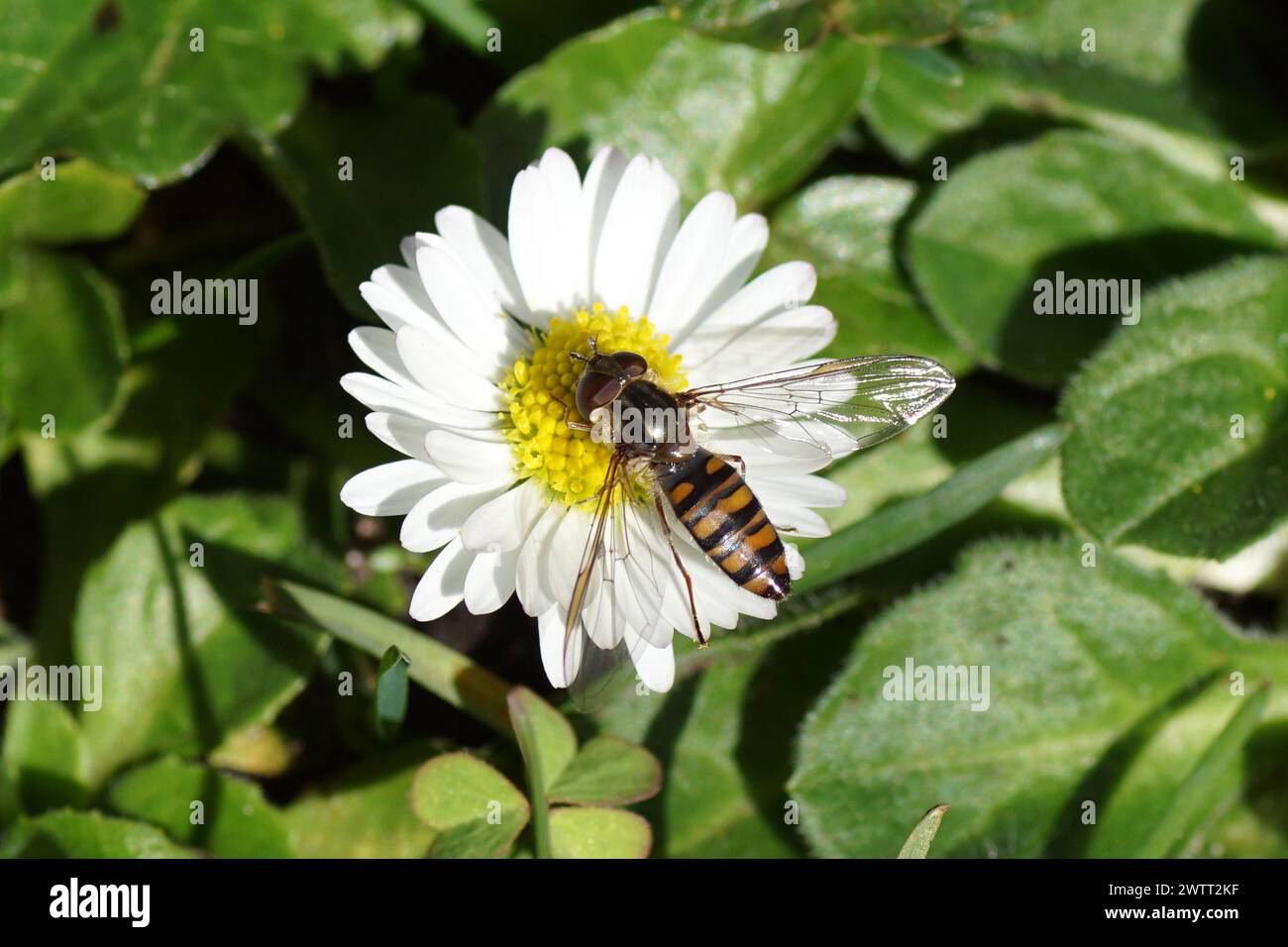 Marmalade Fly (Episyrphus balteatus), family hoverflies Syrphidae on a ...