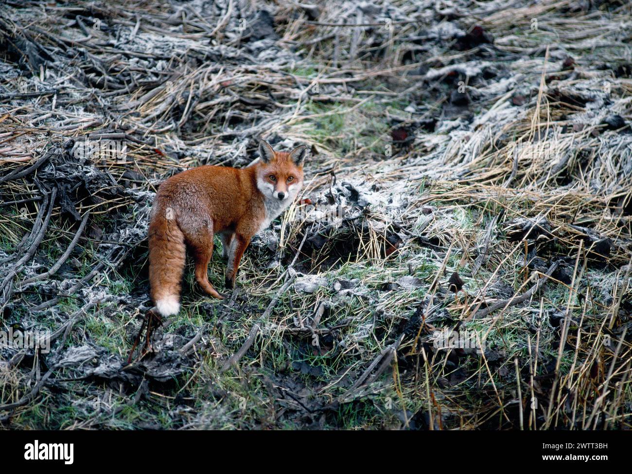Red Fox (Vulpes vulpes) male dog animal photographed from a river ...