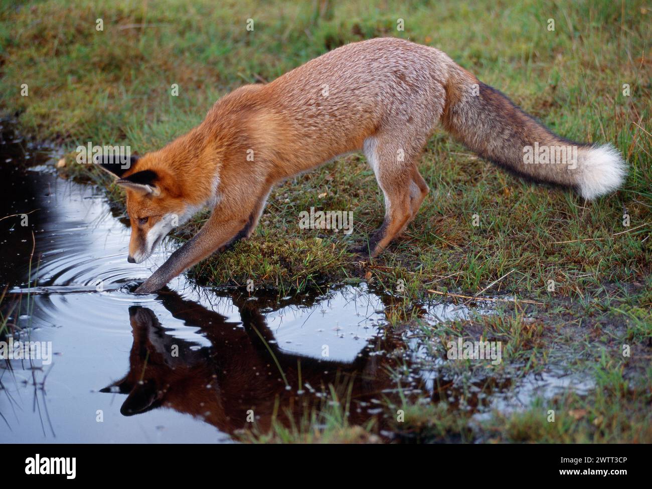 Fox investigating pond (Vulpes vulpes) Loch Lomond & Trossachs National ...