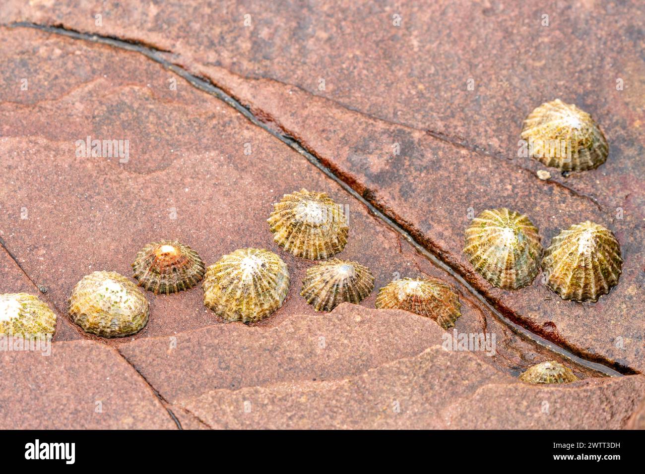 limpet shells on rocks Stock Photo - Alamy