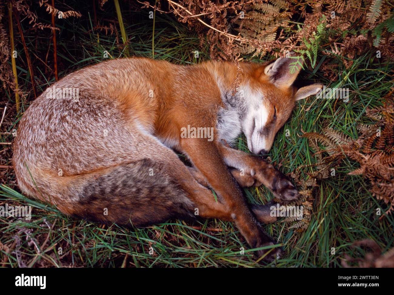 Fox lying down hi-res stock photography and images - Alamy
