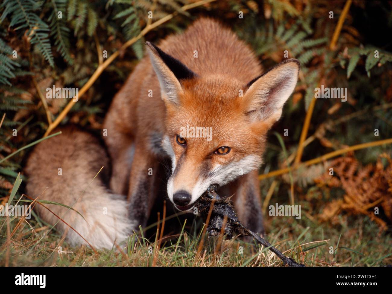 Red Fox (Vulpes vulpes) sub-adult, semi-habituated animal eating remain ...
