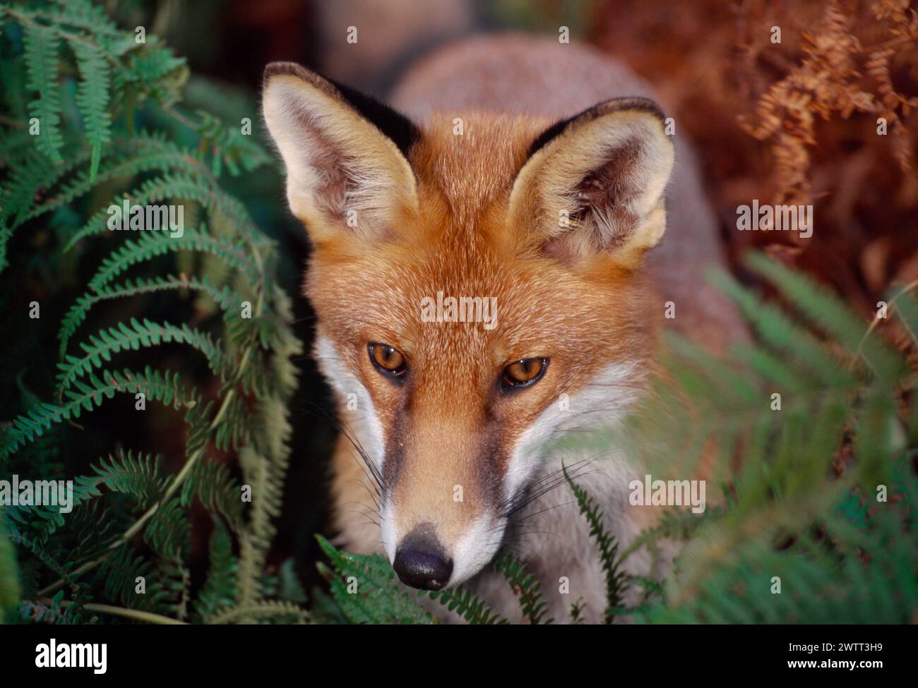 Red fox scotland hi-res stock photography and images - Alamy