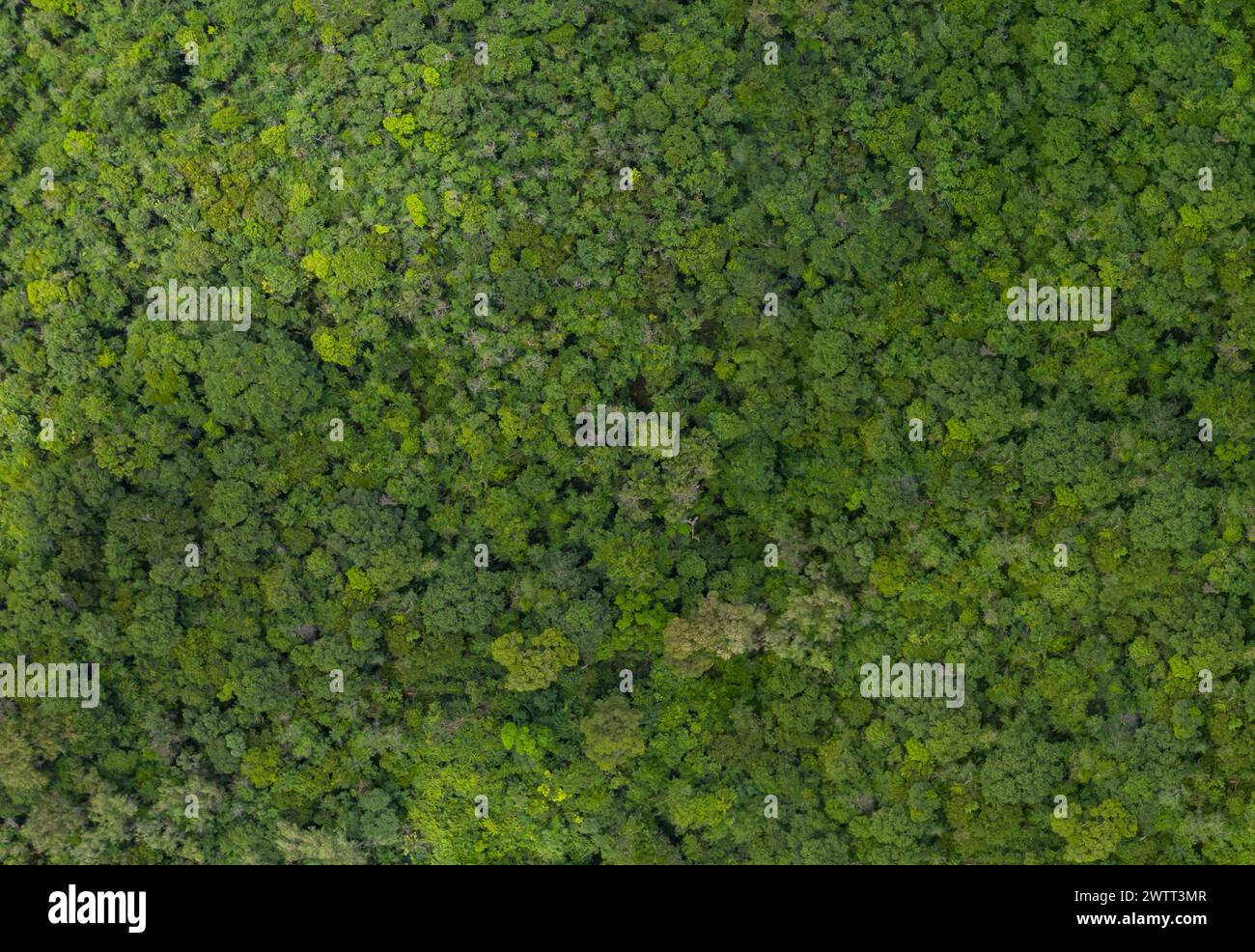 Top view, Rainforest-fertile forest background taken with a drone Stock ...