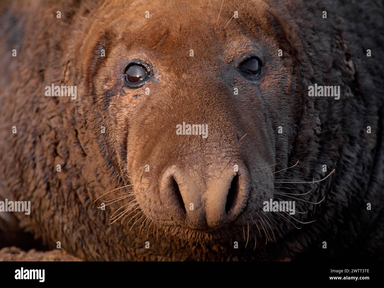 Grey Seal (Halichoerus grypus) bull seal hauled out on upper shore at ...