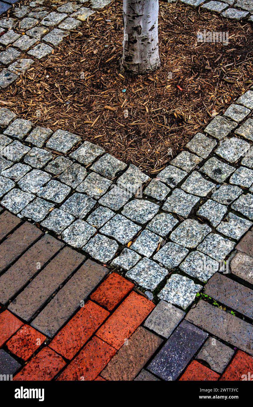 Colorful paving stones around a newly planted tree Stock Photo - Alamy