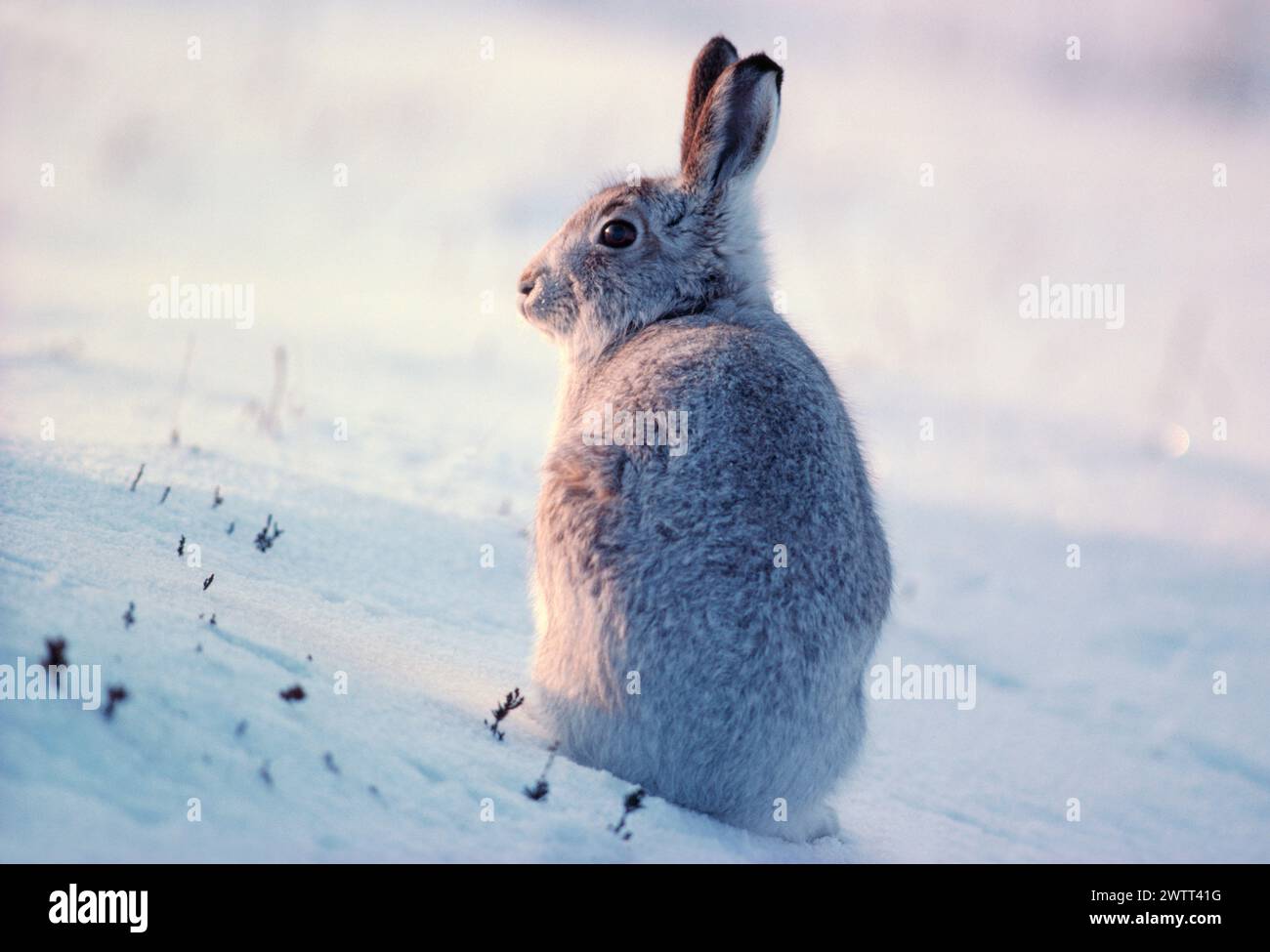 Mountain Hare (Lepus timidus) animal in evening lighting, Lammermuir ...