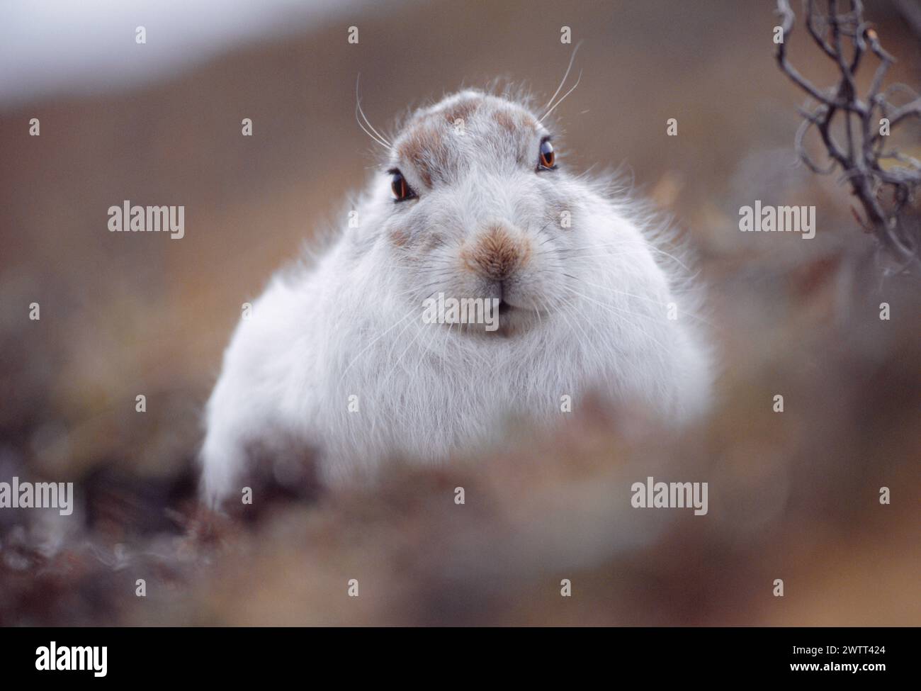Mountain Hare (Lepus timidus) adult hare in white winter coat crouching ...