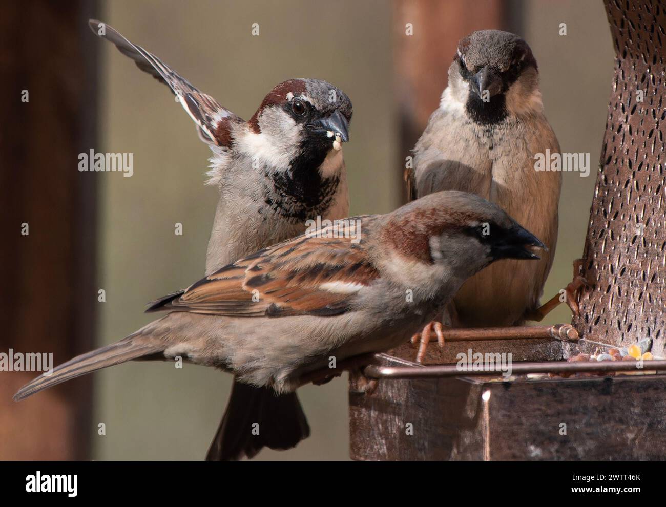 Sparrows eating seed feeder hi-res stock photography and images - Alamy