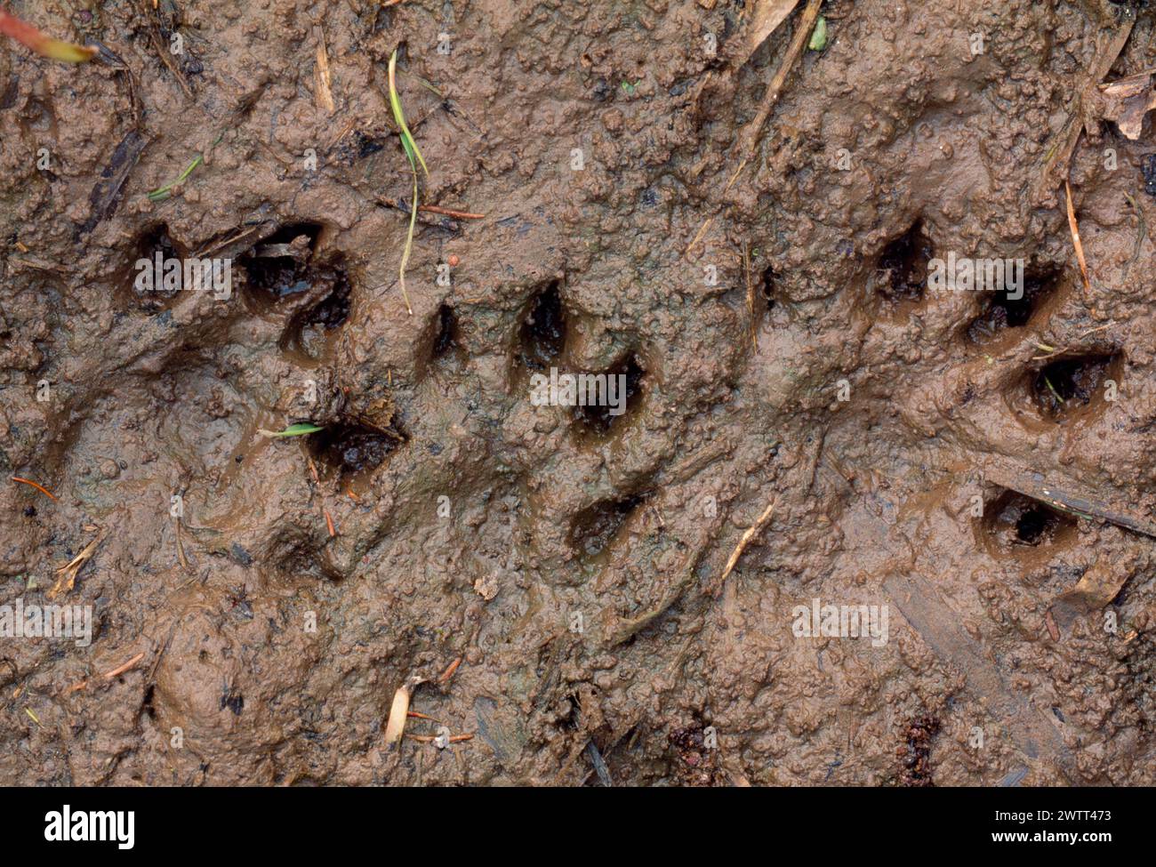 Otter (Lutra lutra) tracks in mud by river Whiteadder, Scottish Borders ...