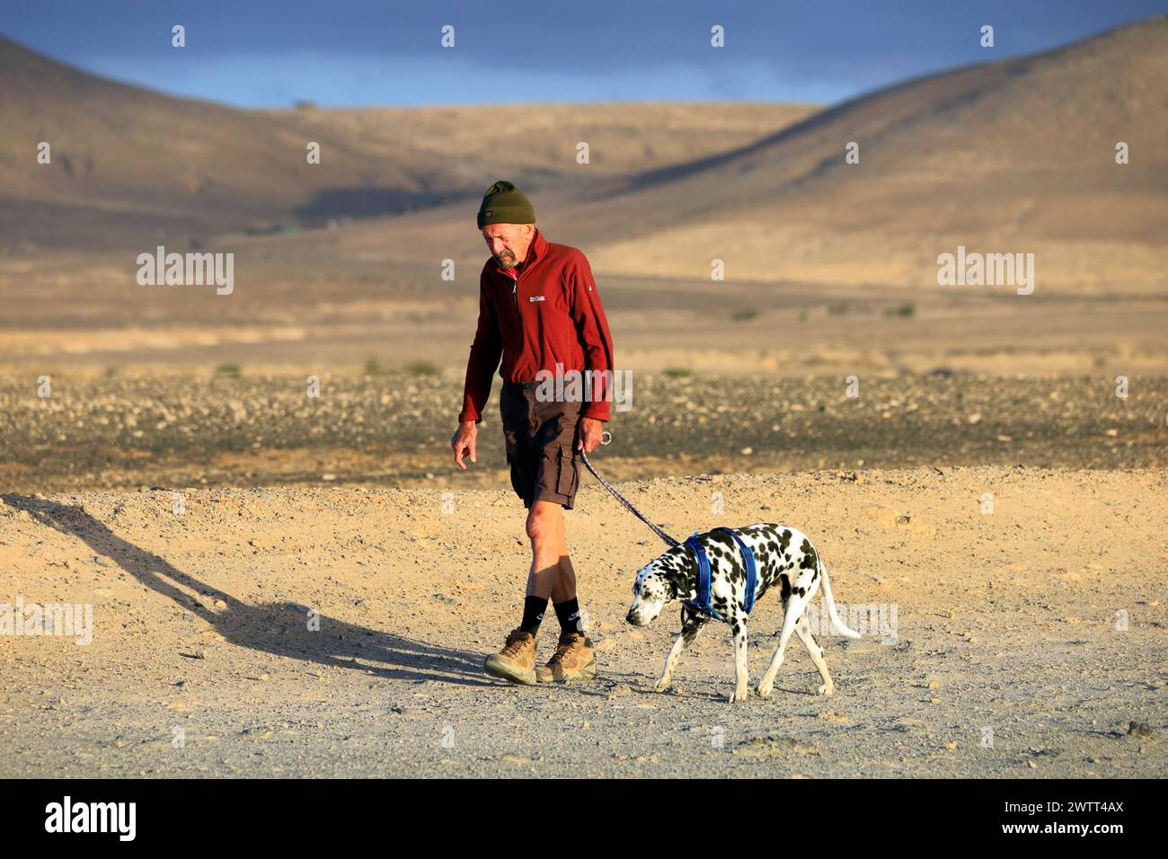 Walking dalmatian hi-res stock photography and images - Alamy