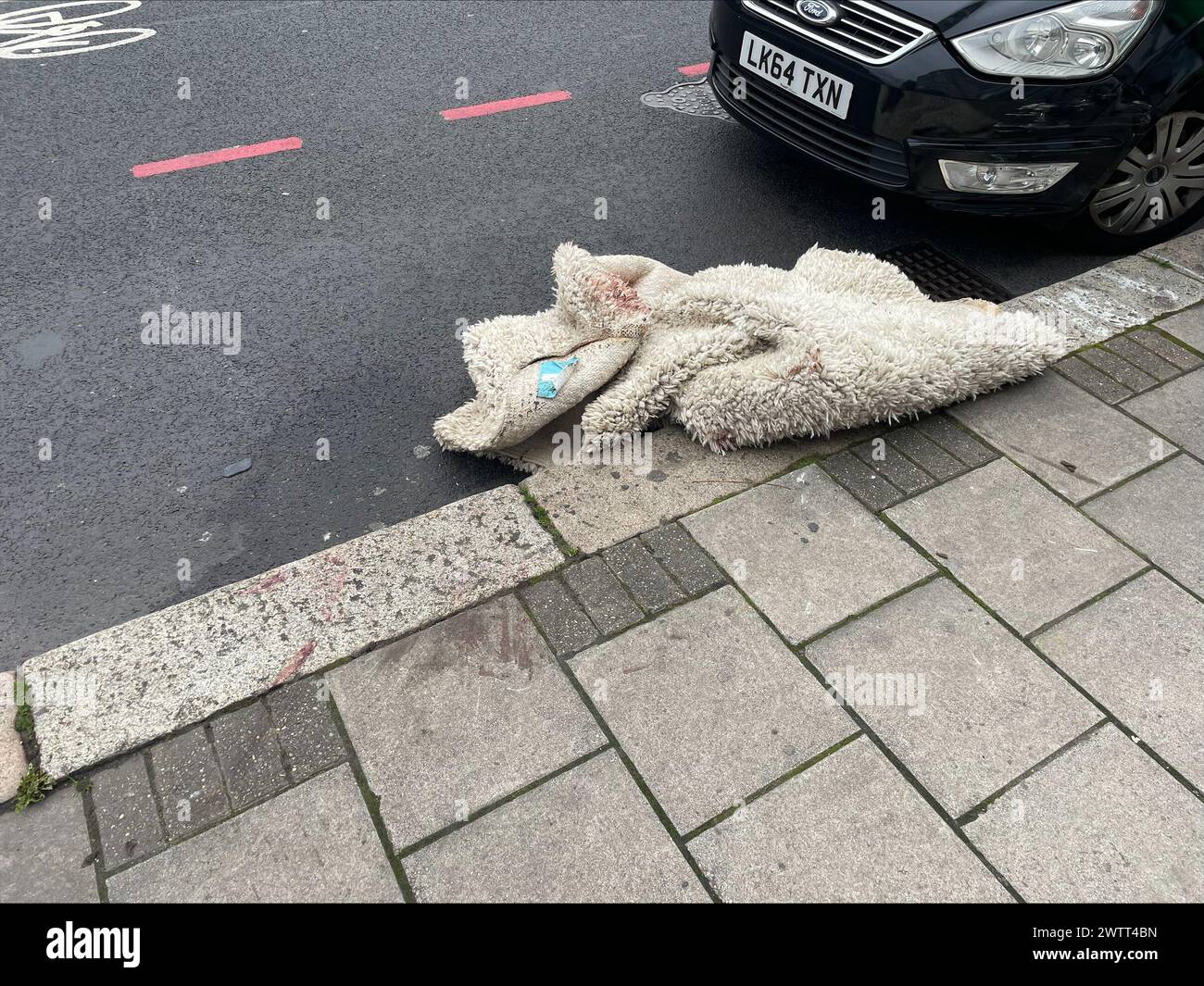 Xl bully dog hi-res stock photography and images - Alamy