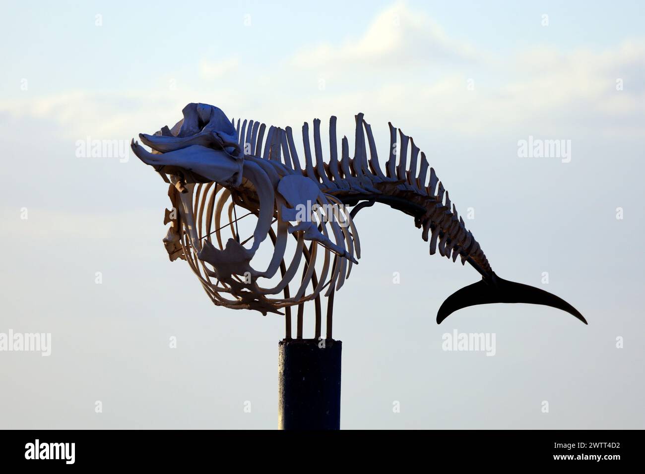 Whale skeleton at fuerteventura hi-res stock photography and images - Alamy