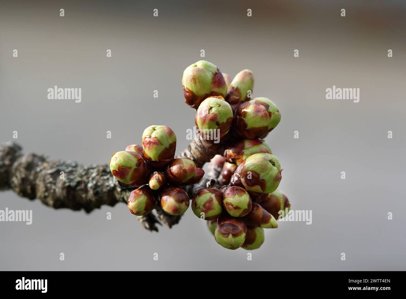 Cherry tree buds closed hi-res stock photography and images - Alamy