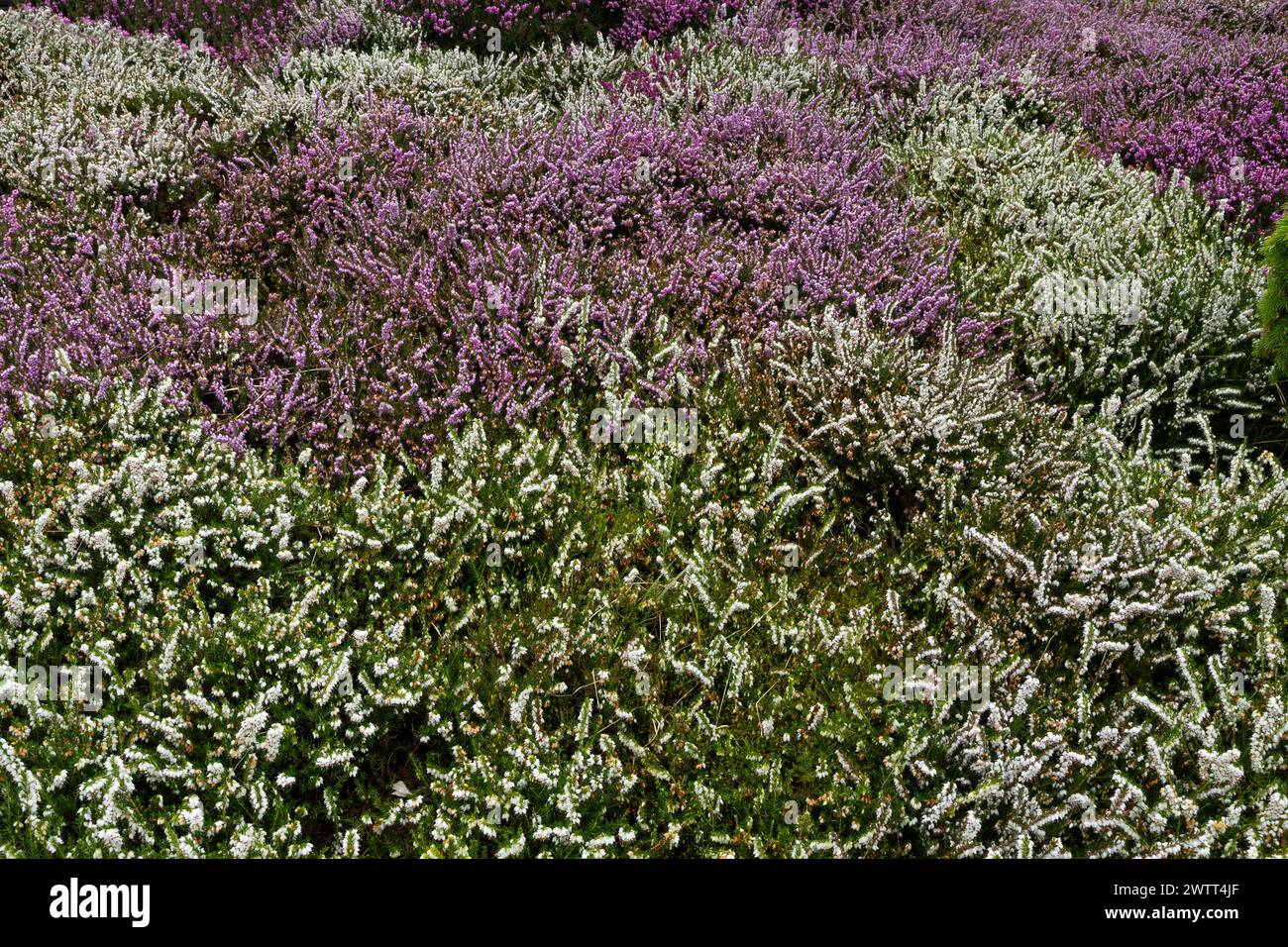 Mixed heathers (Erica, heath) in full flower Stock Photo - Alamy