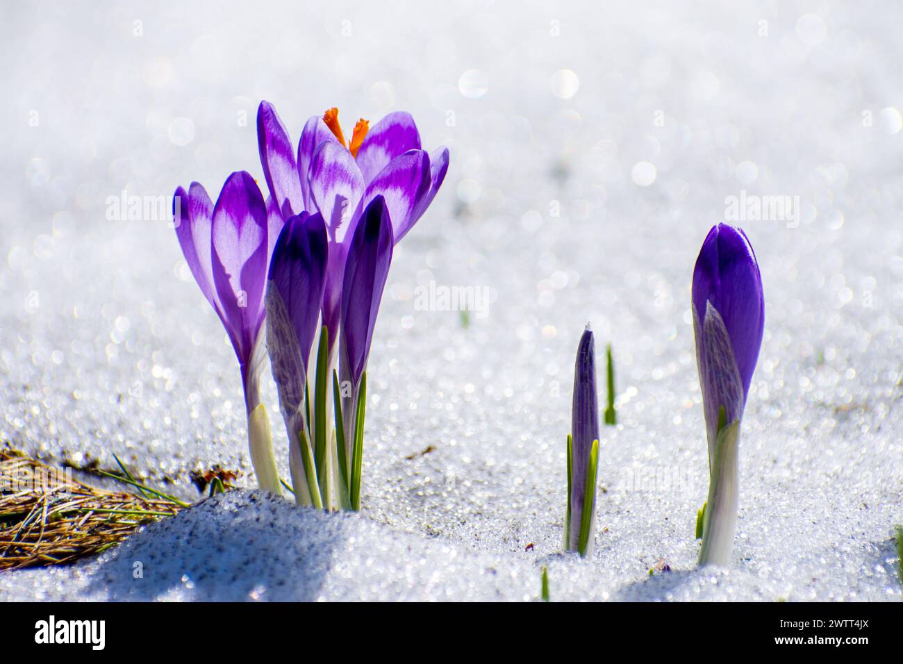 Wild crocus blooming in spring snow background Stock Photo - Alamy