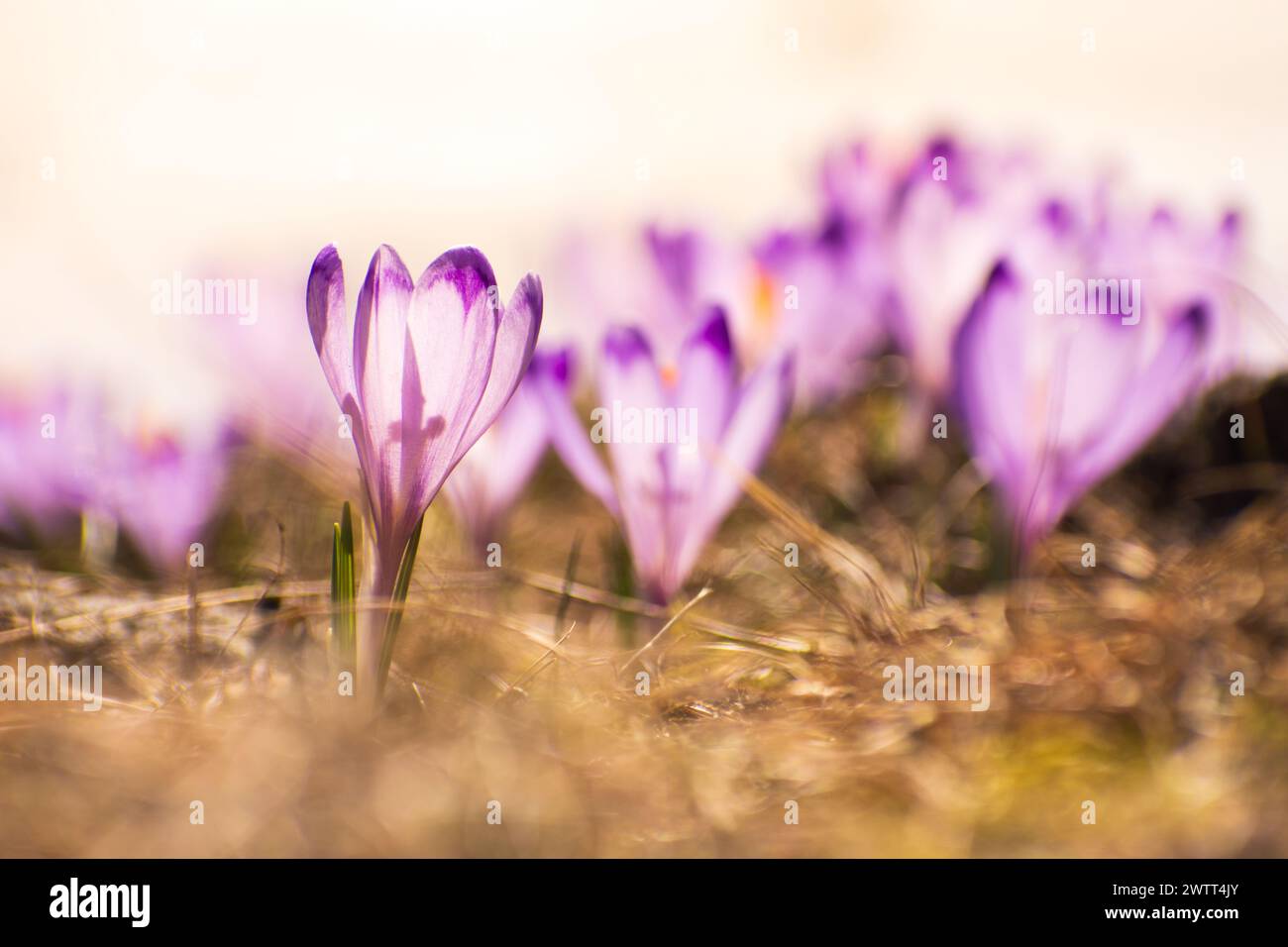 Wild crocus blooming in spring white background Stock Photo - Alamy